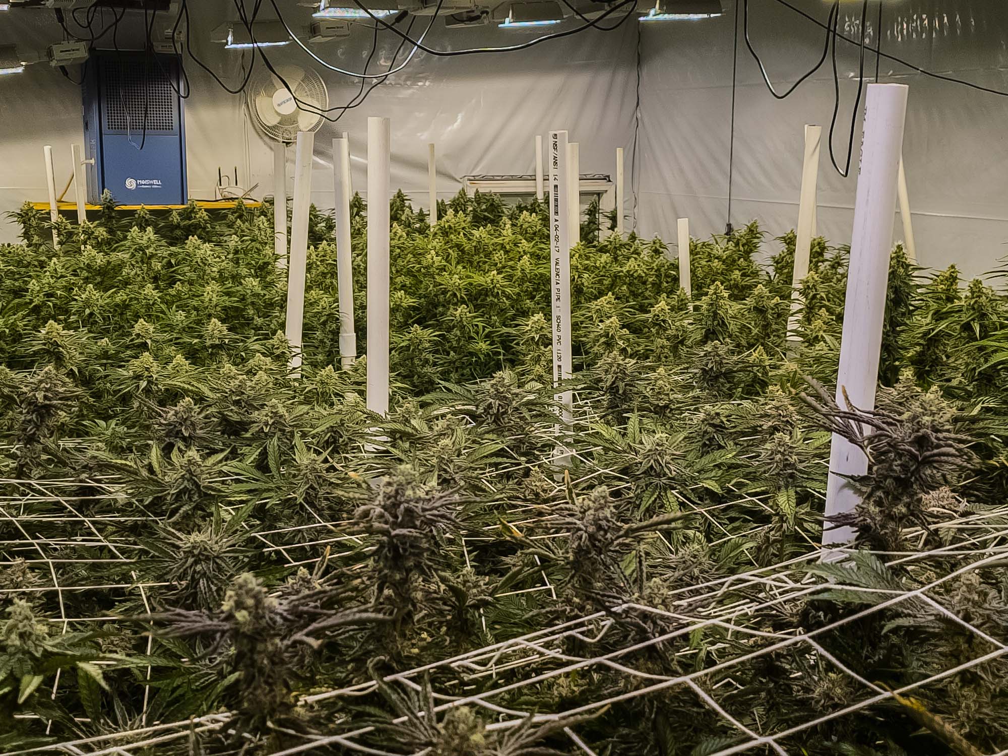 Great Northern Dispensary